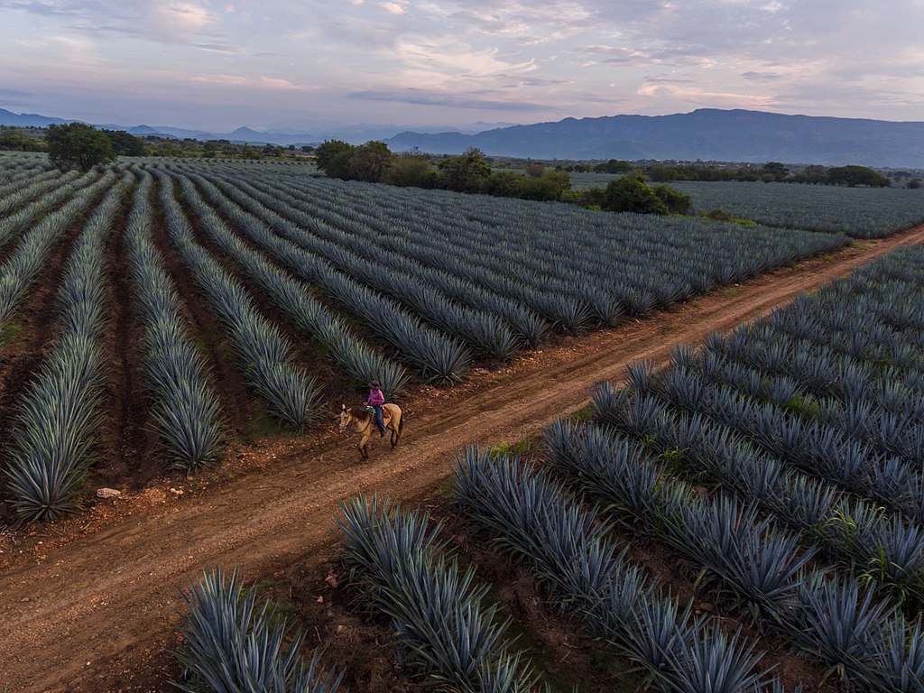 Paisaje de agaves y antiguas instalaciones industriales de Tequila ...